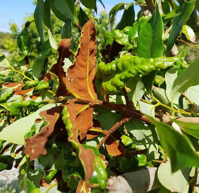 Lychee Erinose Mite: Florida's Latest Fruit Pest | East Coast Sprayers